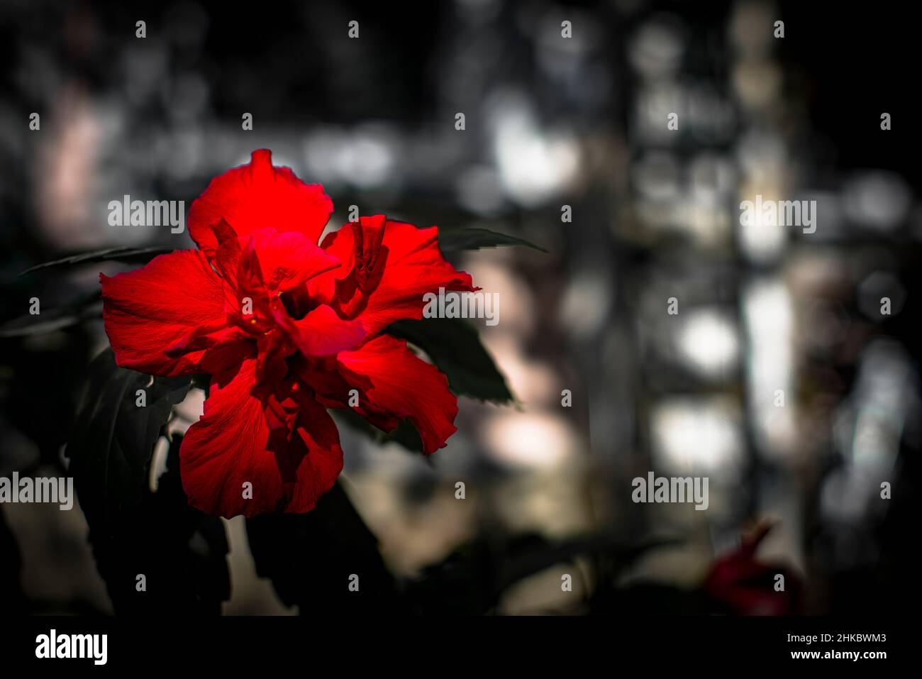 A Flower of the red rose of Sudan (Hibiscus) at bokeh covered ...