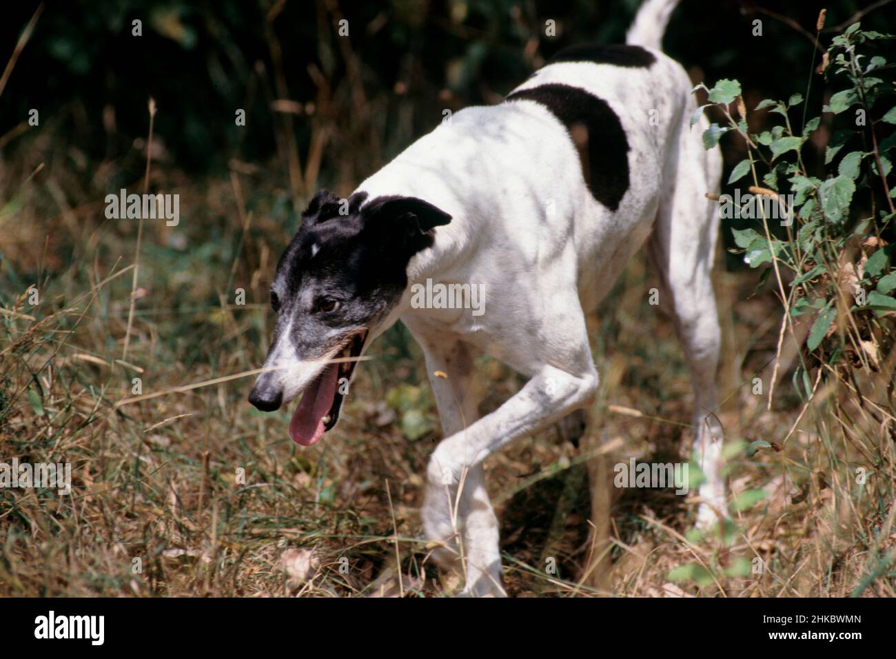 Greyhound walking towards camera Stock Photo - Alamy
