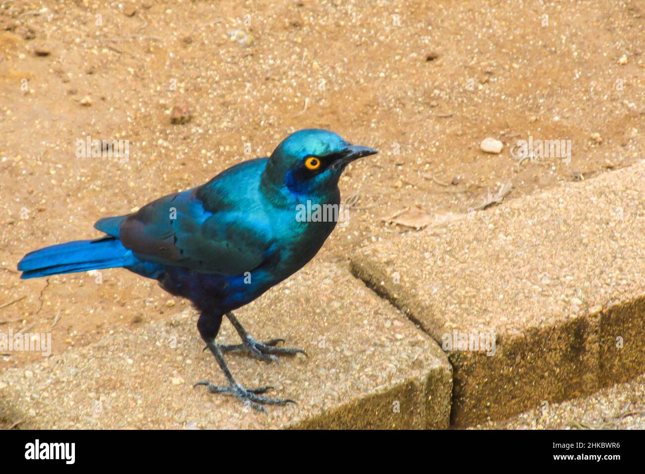 South africa metallic hi-res stock photography and images - Alamy