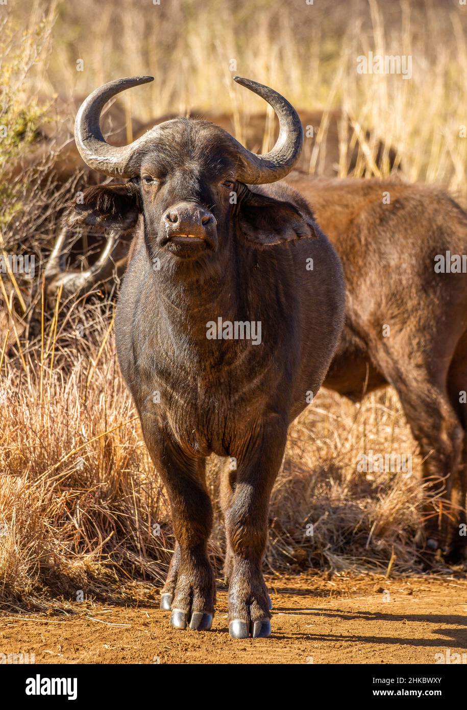 African buffalo, South Africa Stock Photo - Alamy