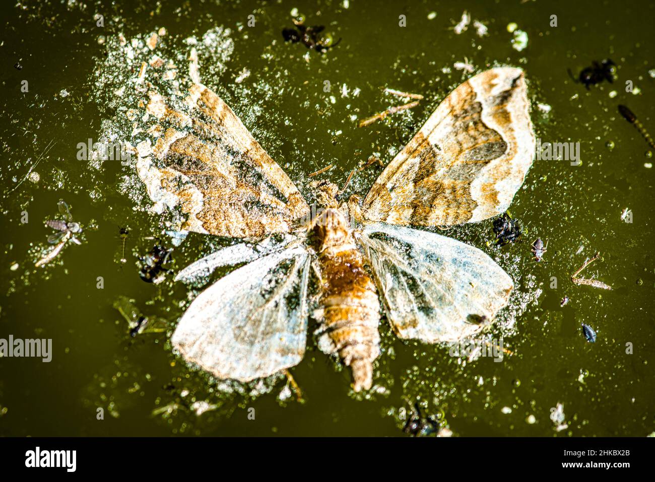 Dead insects hi-res stock photography and images - Alamy