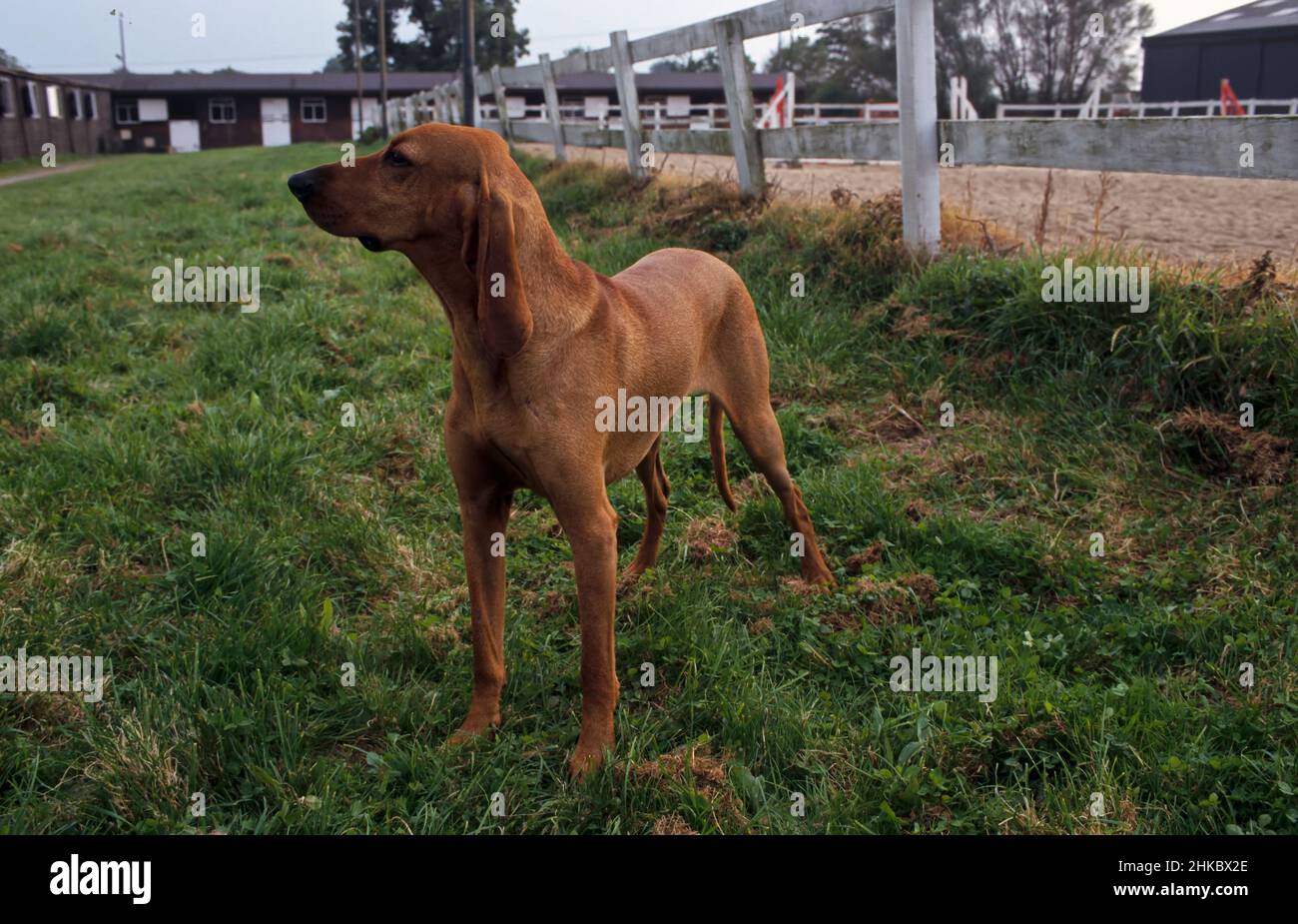 Segugio italiano dog hi-res stock photography and images - Alamy