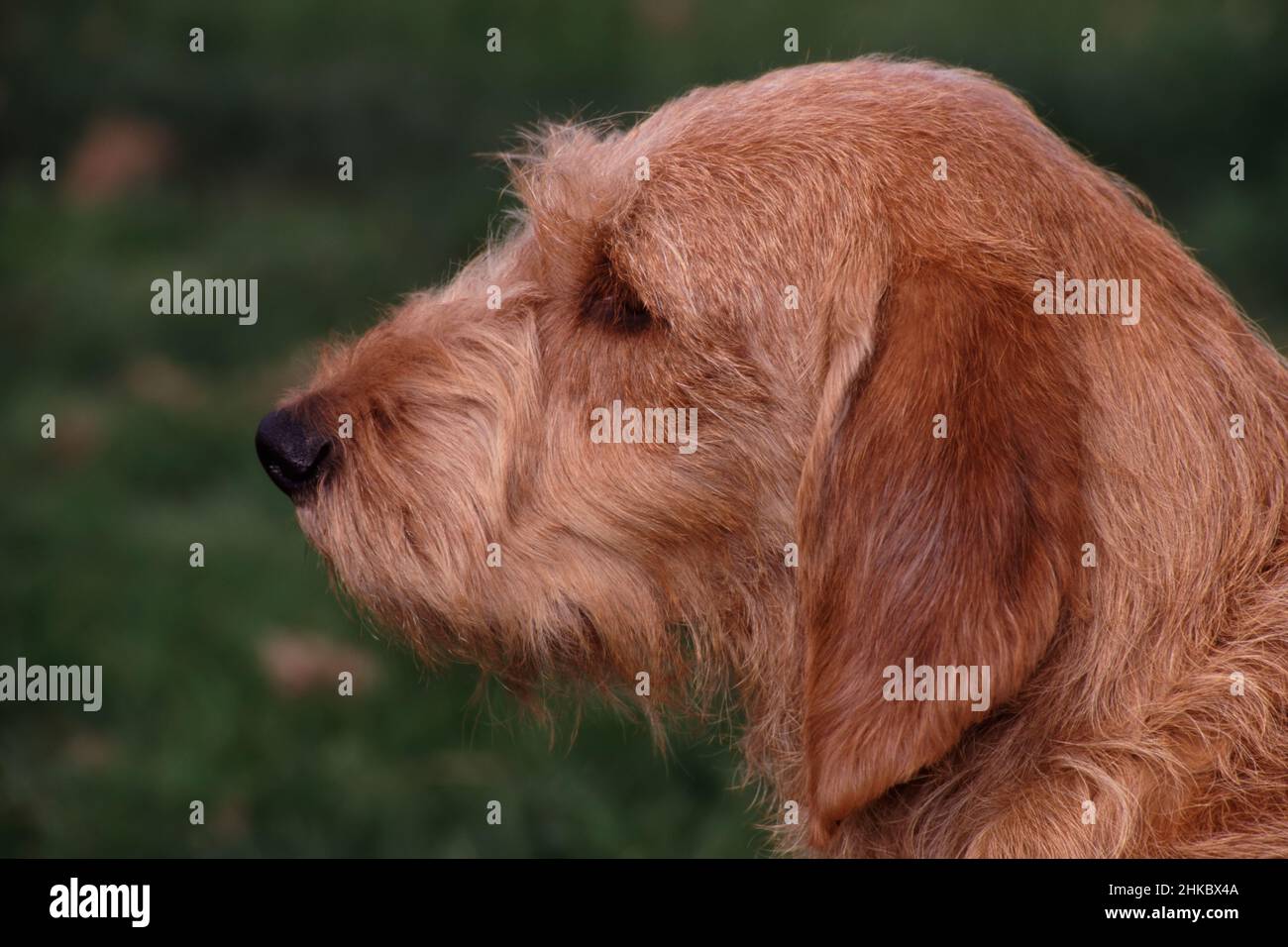 Griffon fauve de Bretagne profile looking left Stock Photo - Alamy