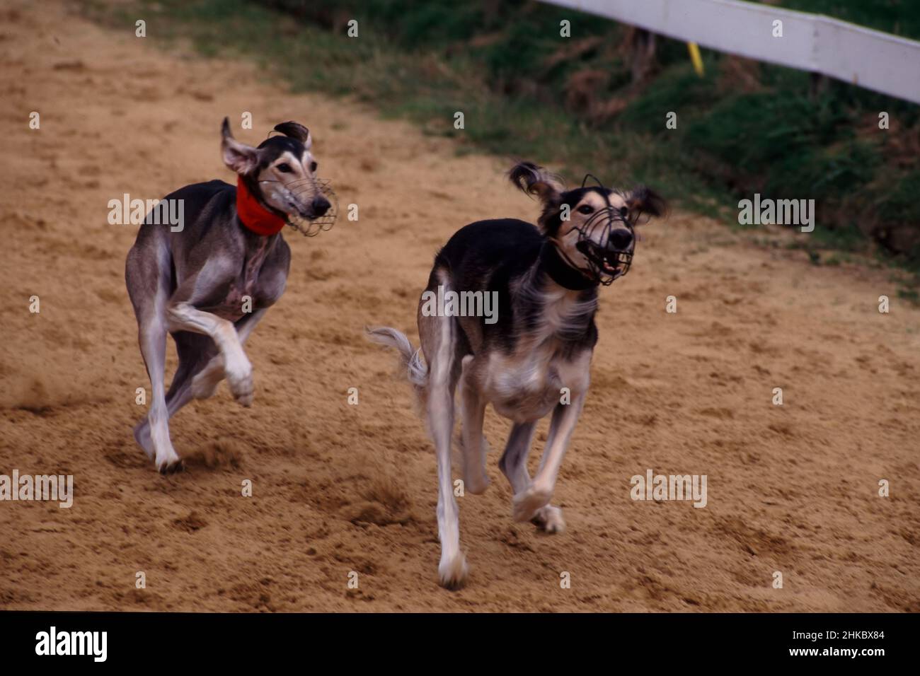 Hounds racing in club race event Stock Photo - Alamy