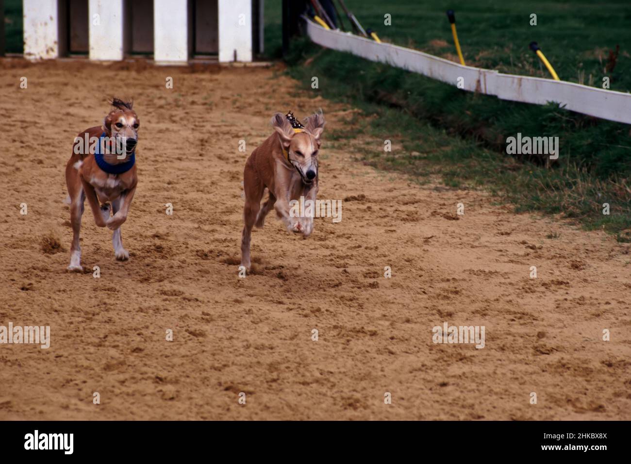 Greyhounds running hi-res stock photography and images - Alamy