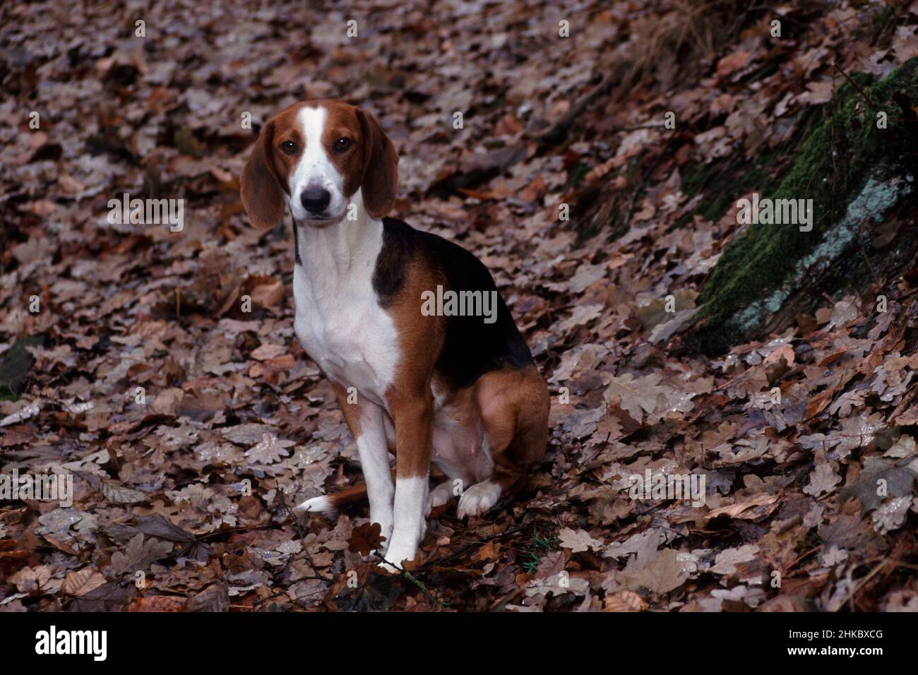 Bräcke hi-res stock photography and images - Alamy