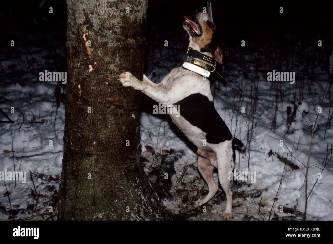 Treeing walker coonhound indicating target animal for hunter, usually ...