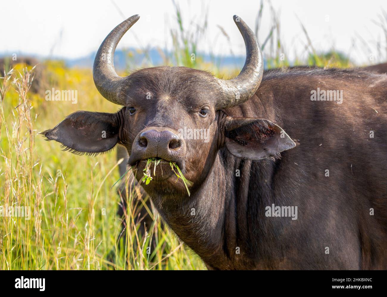 Cape buffalo, Pilanesberg National Park Stock Photo - Alamy