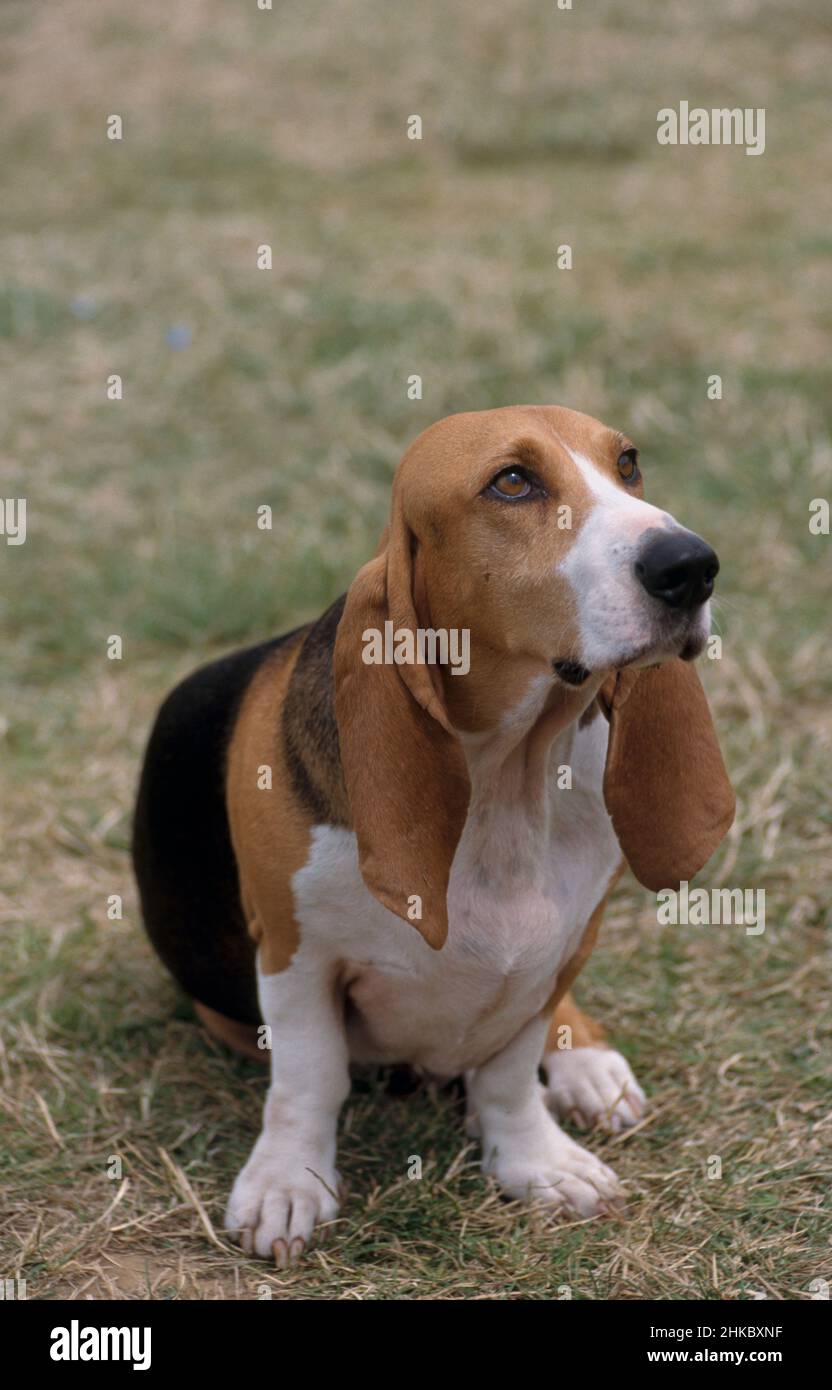 Basset Artesian Normand in grass background at Dieppe Dog Show Stock ...