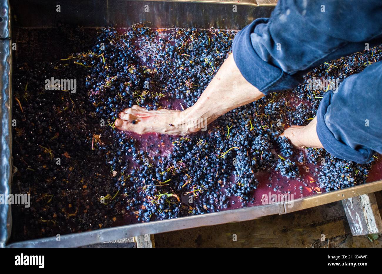 Pressing of pinot noir grape by foot Stock Photo - Alamy