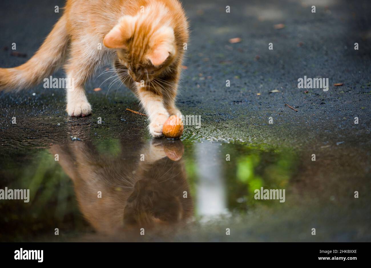 Red kitten, playing near the puddle with a walnut Stock Photo - Alamy