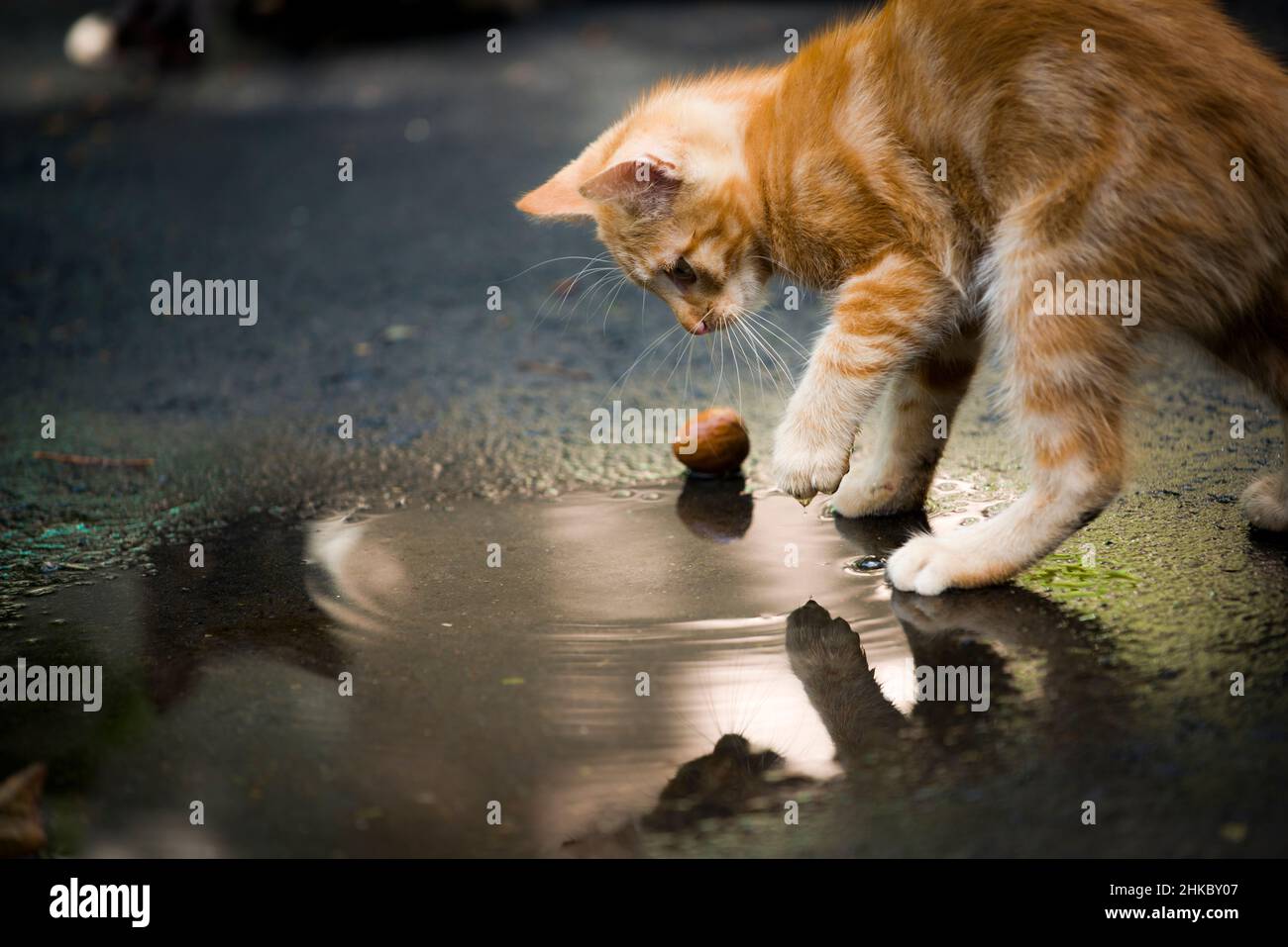 Kitten in a puddle hi-res stock photography and images - Alamy