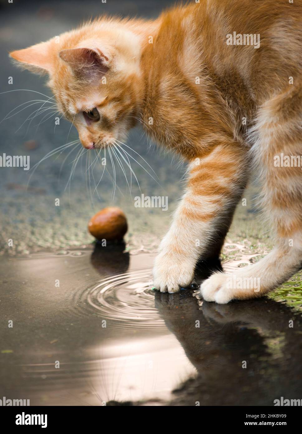 Kitten in a puddle hi-res stock photography and images - Alamy