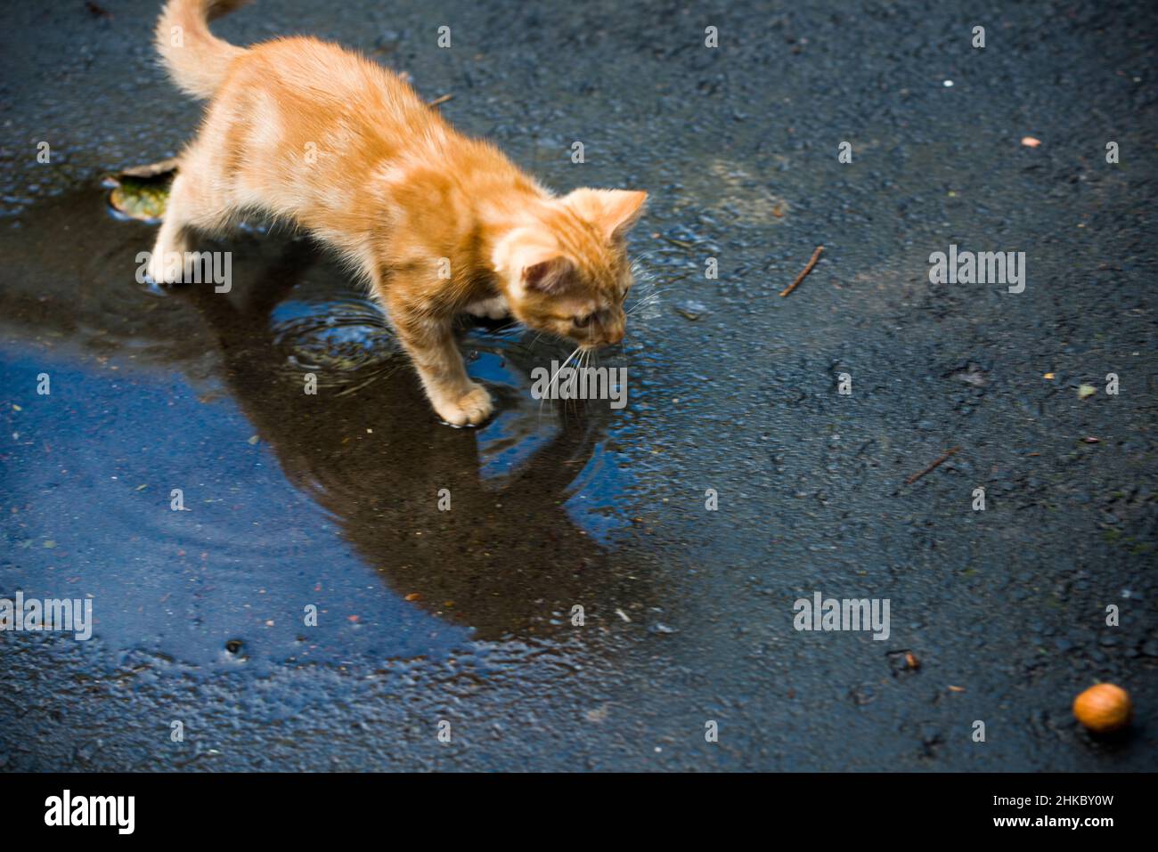Kitten in a puddle hi-res stock photography and images - Alamy