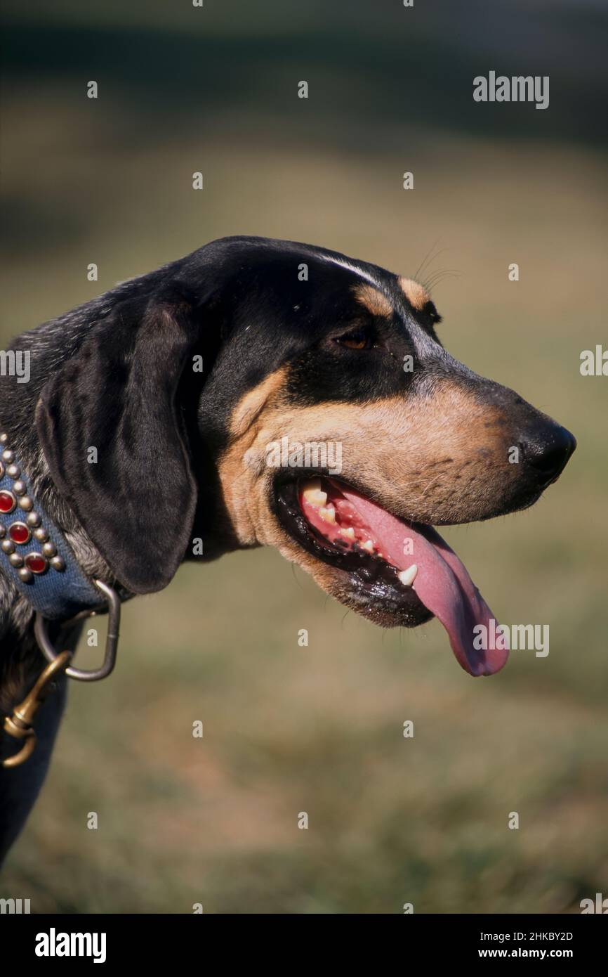 Blue tick dog hi-res stock photography and images - Alamy