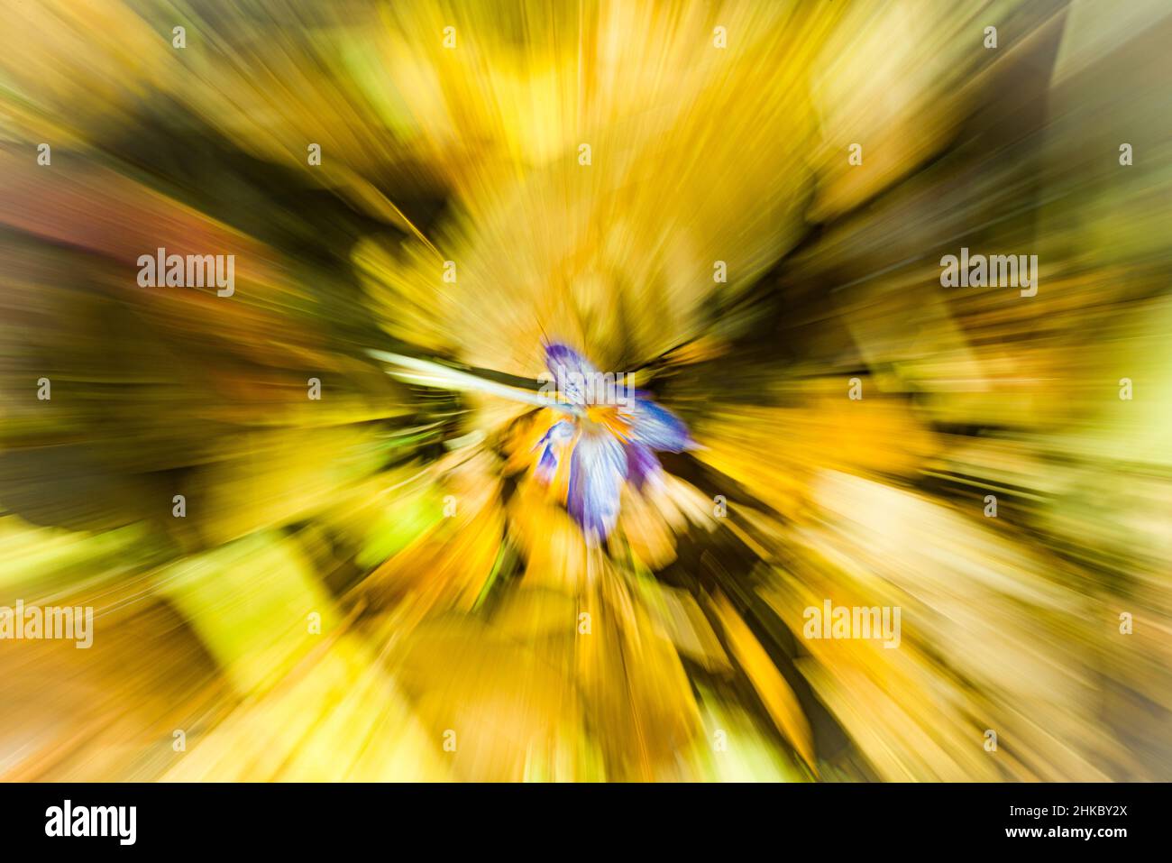Blue crocus flower, with yellow foliage background pictured in the ...