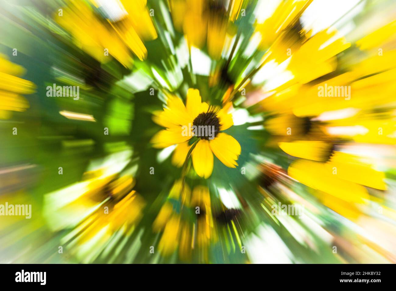 Yellow flowers, pictured in the zoom technic Stock Photo - Alamy