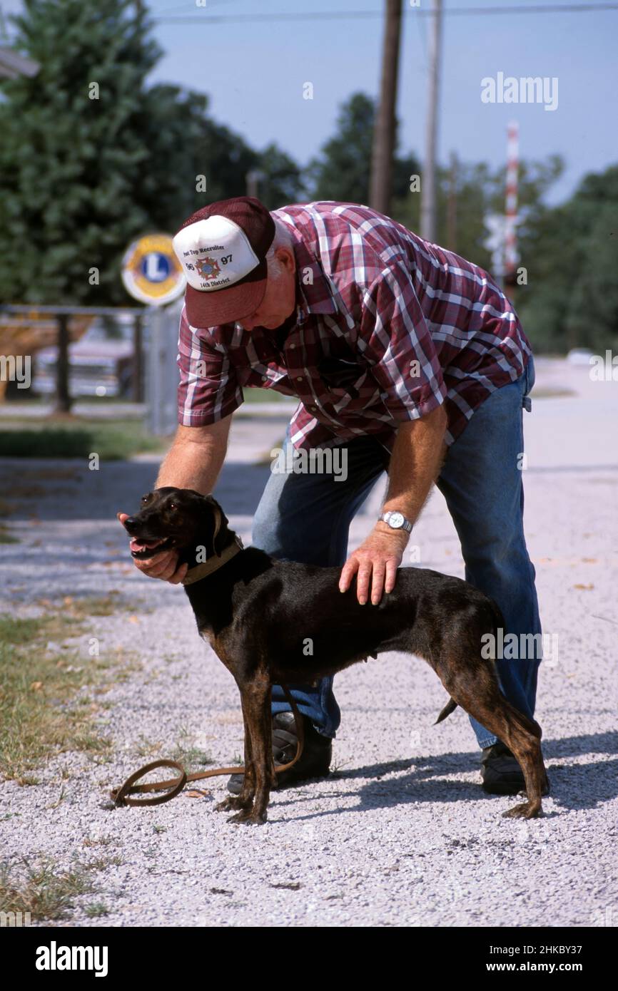 Treeing Tennessee brindle at a railroad crossing in Missouri Stock ...