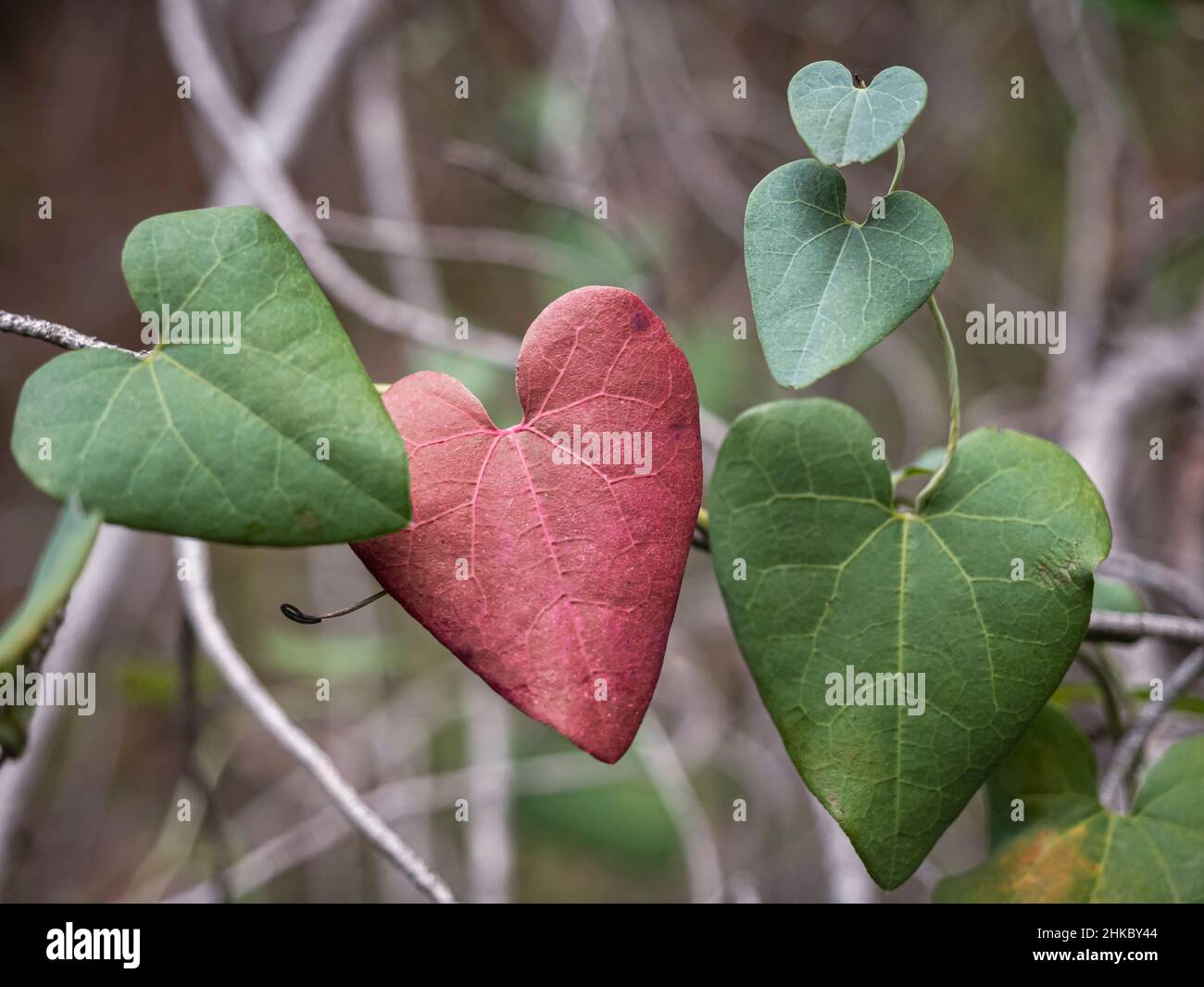 Heart-shaped country plant leaves, painted in passion red color ...