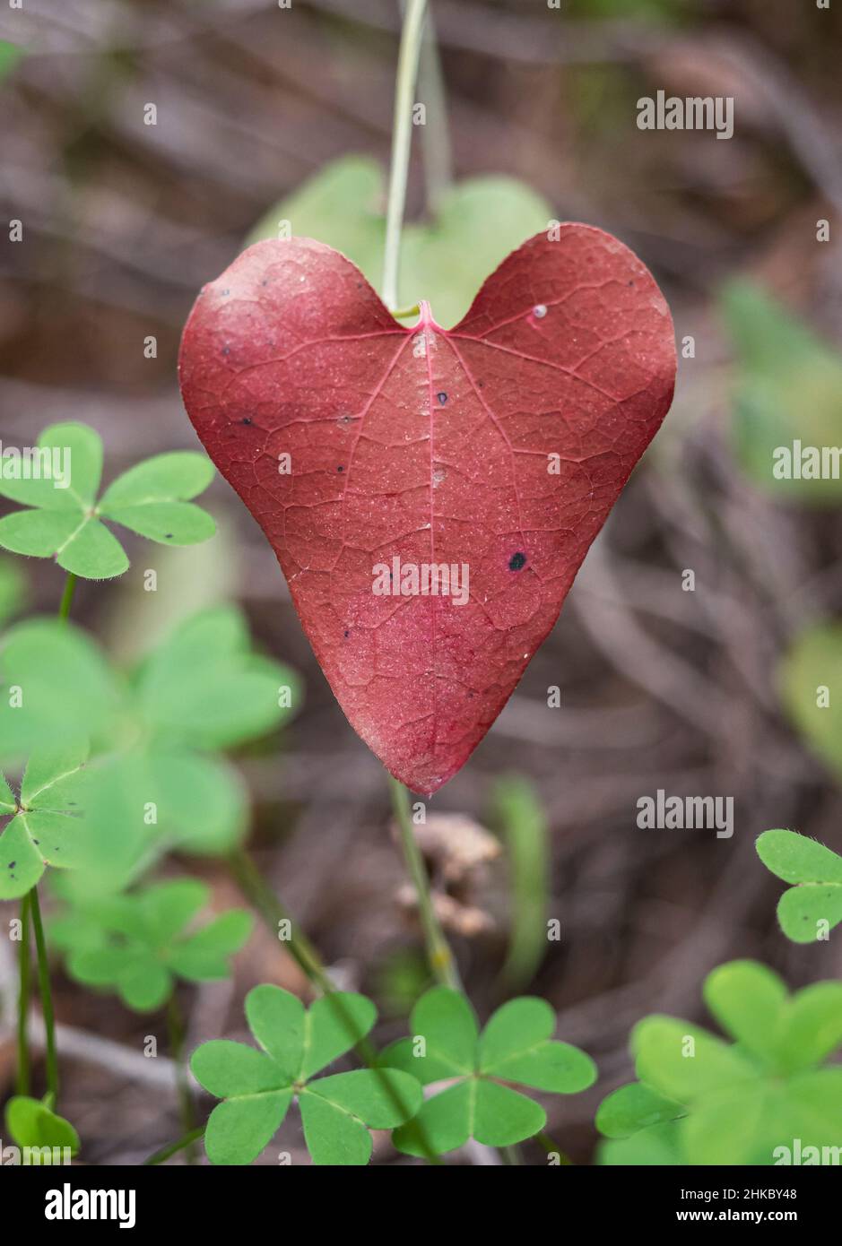 Heart-shaped country plant leaves, painted in passion red color ...