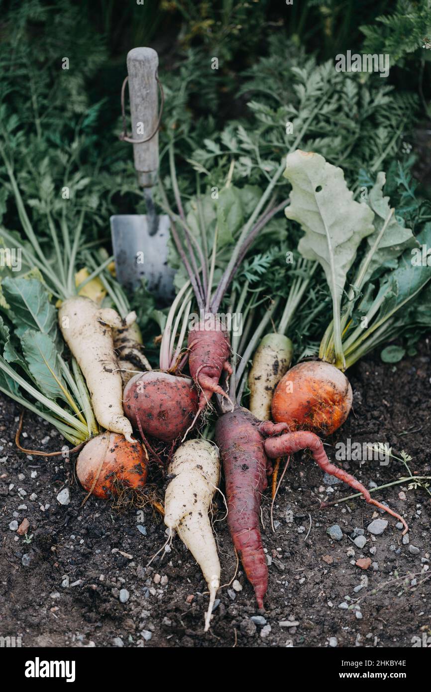 Freshly dug up root vegetables Stock Photo - Alamy