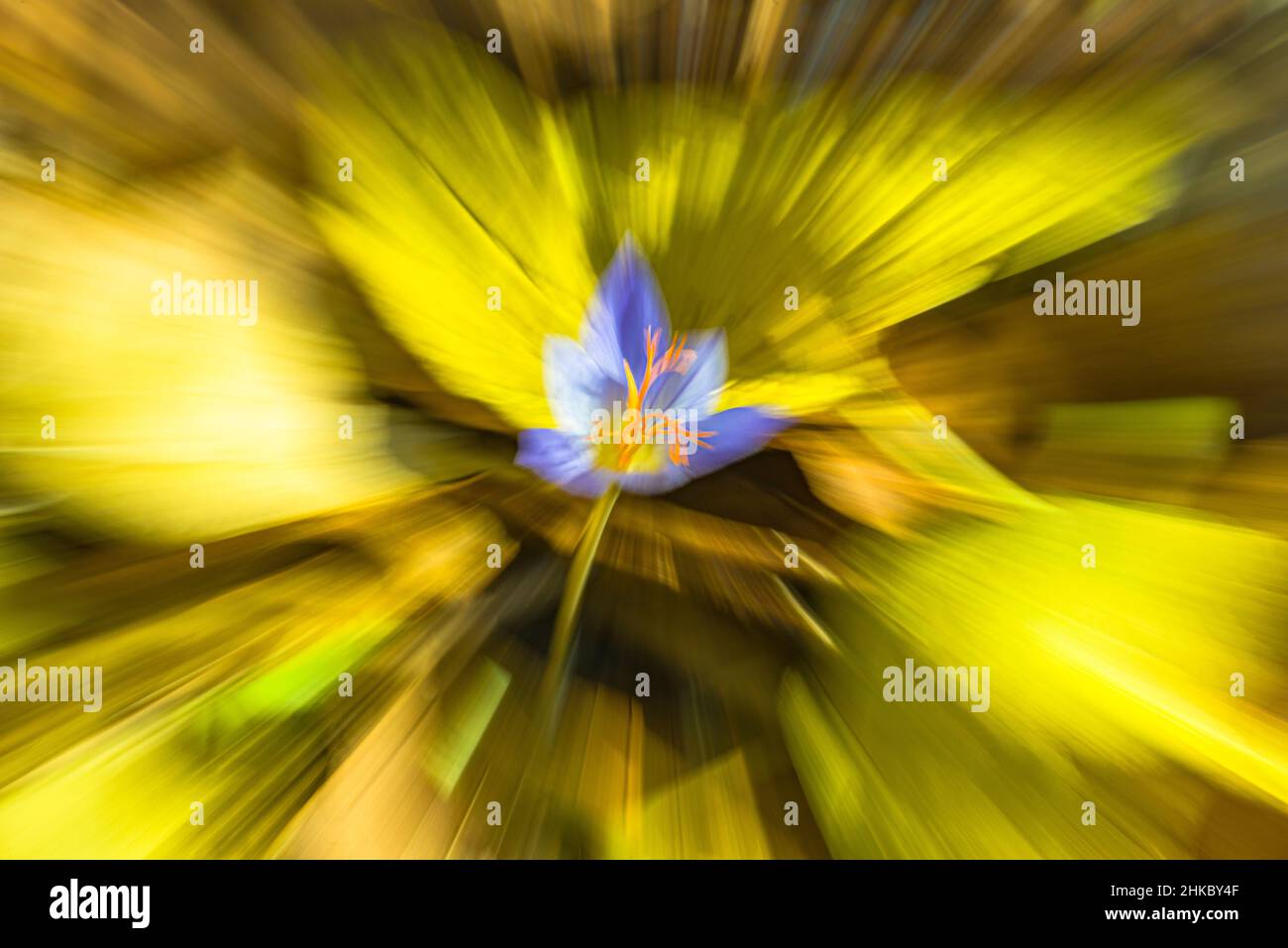 Blue crocus flower, with yellow foliage background pictured in the ...