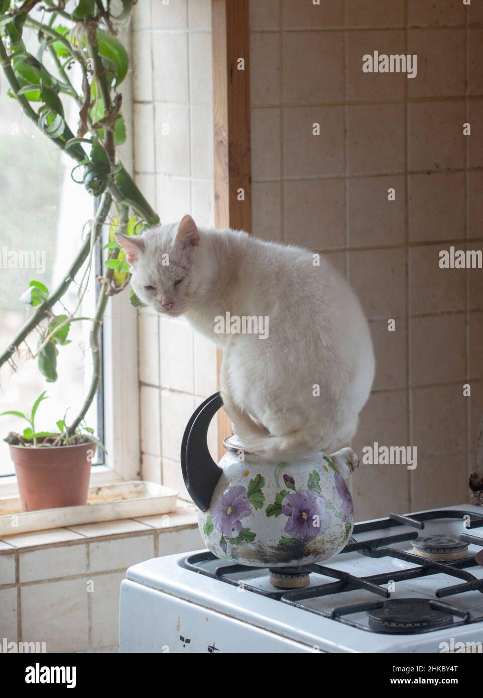 A white cat, warming at the top of the hot tea kettle Stock Photo - Alamy
