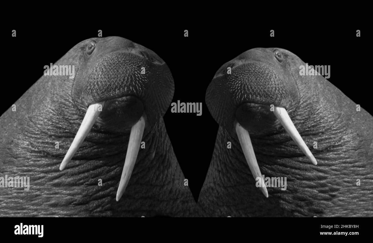 Black And White Walrus High Resolution Stock Photography and Images - Alamy