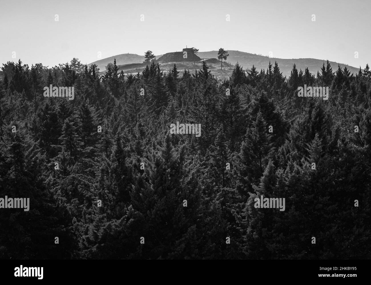 Grayscale shot of a beautiful landscape with fir trees surrounded by ...