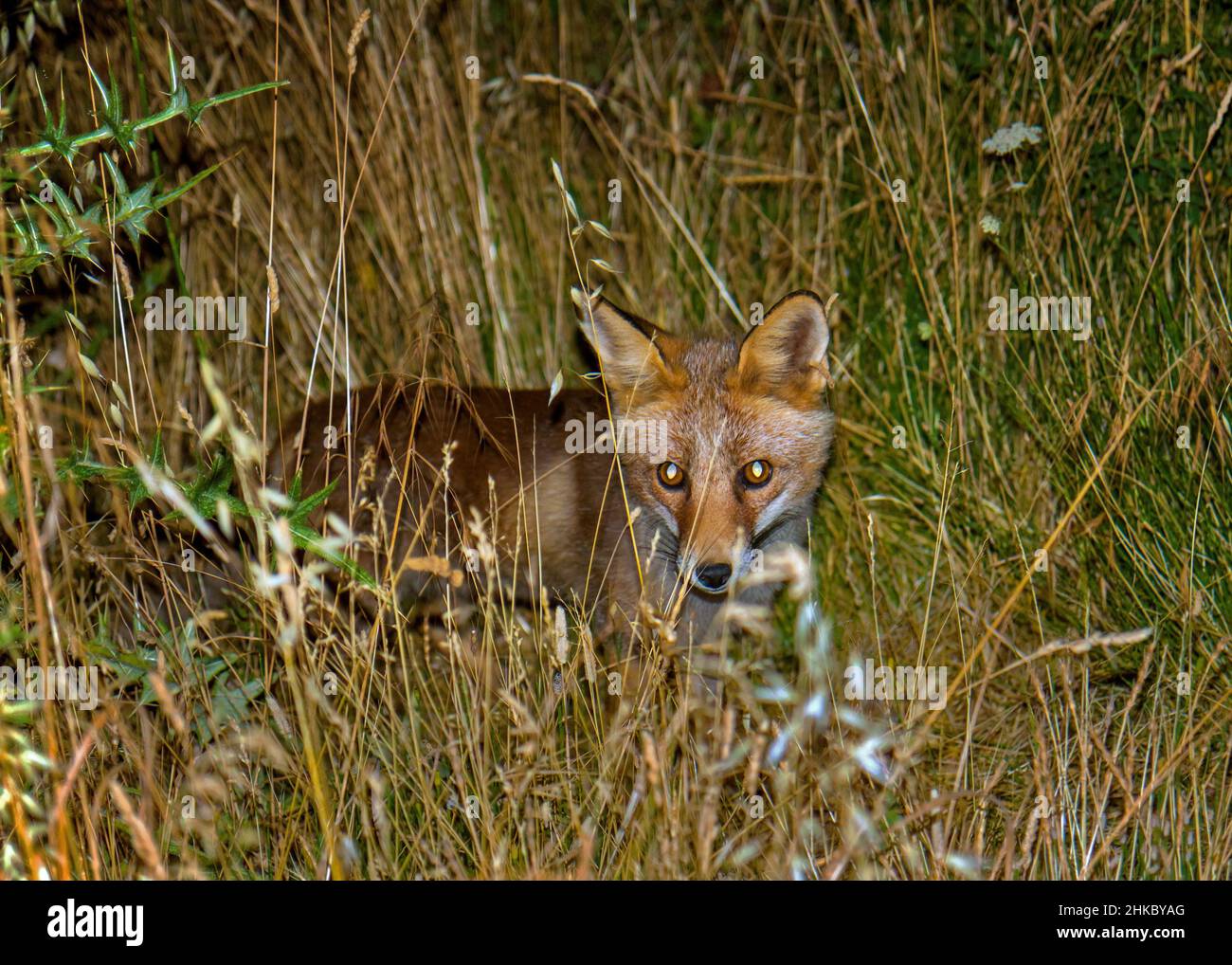 Red Fox Hunting Night High Resolution Stock Photography and Images - Alamy