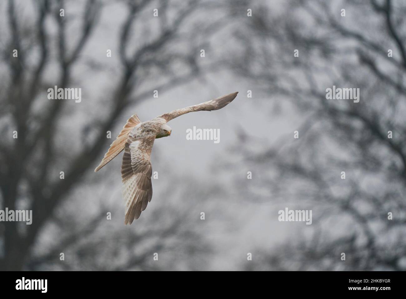 Rare white or leucistic Red Kite (Milvus milvus) flying across the ...