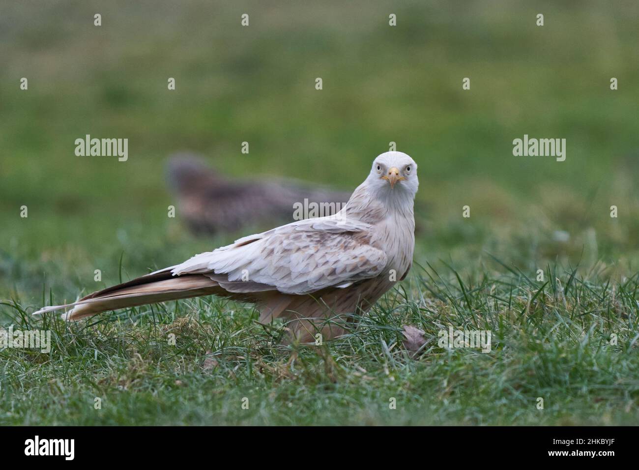 Leucistic bird hi-res stock photography and images - Alamy
