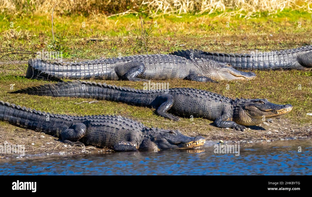 Alligators on the bank of the Myakka River in Myakka River State Park ...