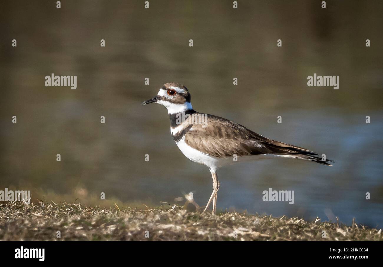 Single Killdeer (Charadrius vociferus) bird standing on the ground in ...