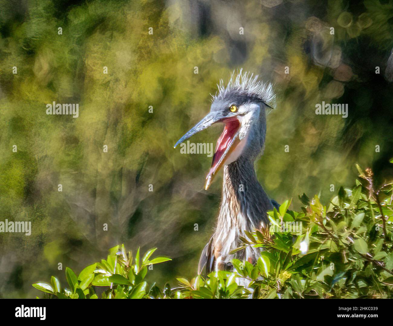 Small bird in venice hi-res stock photography and images - Alamy