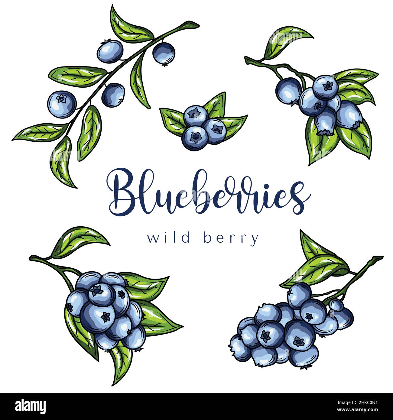 Blueberries. Hand drawn illustration. Vector illustration Stock Vector ...