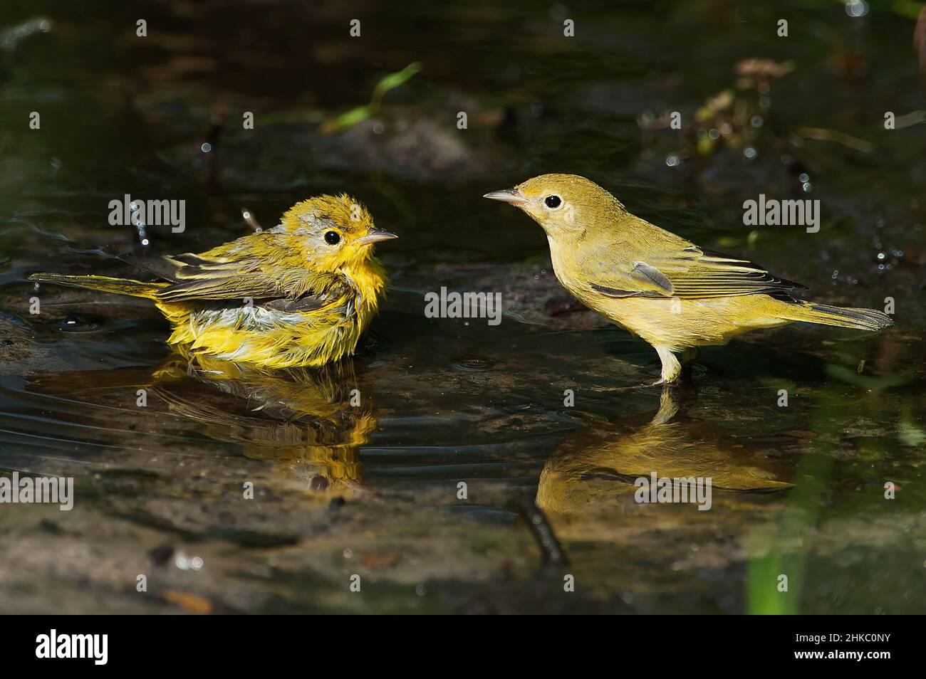 Baby yellow warblers hi-res stock photography and images - Alamy