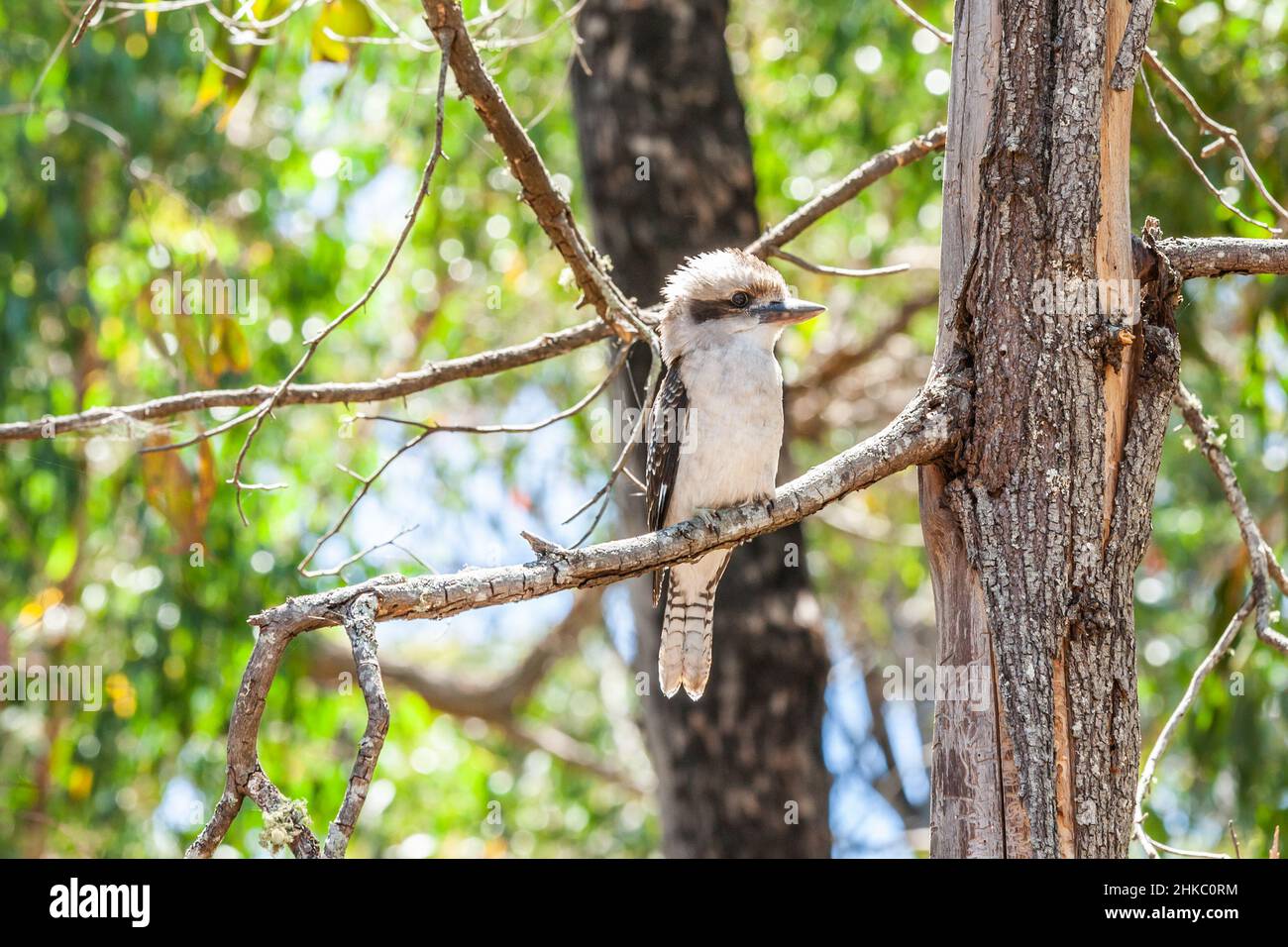 Stubbornly straight ahead hi-res stock photography and images - Alamy