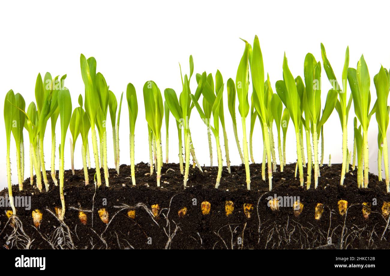 Corn growth development hi-res stock photography and images - Alamy