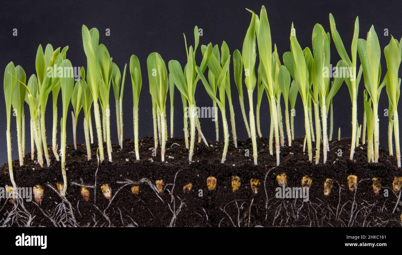 Sprouts of young corn with roots. Plant growth Stock Photo - Alamy