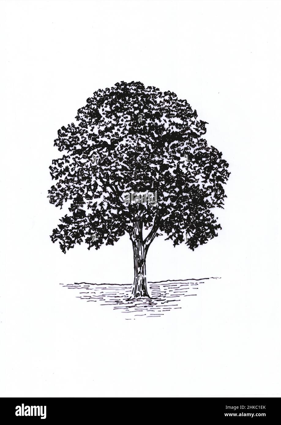 Hazelnut Tree Drawing