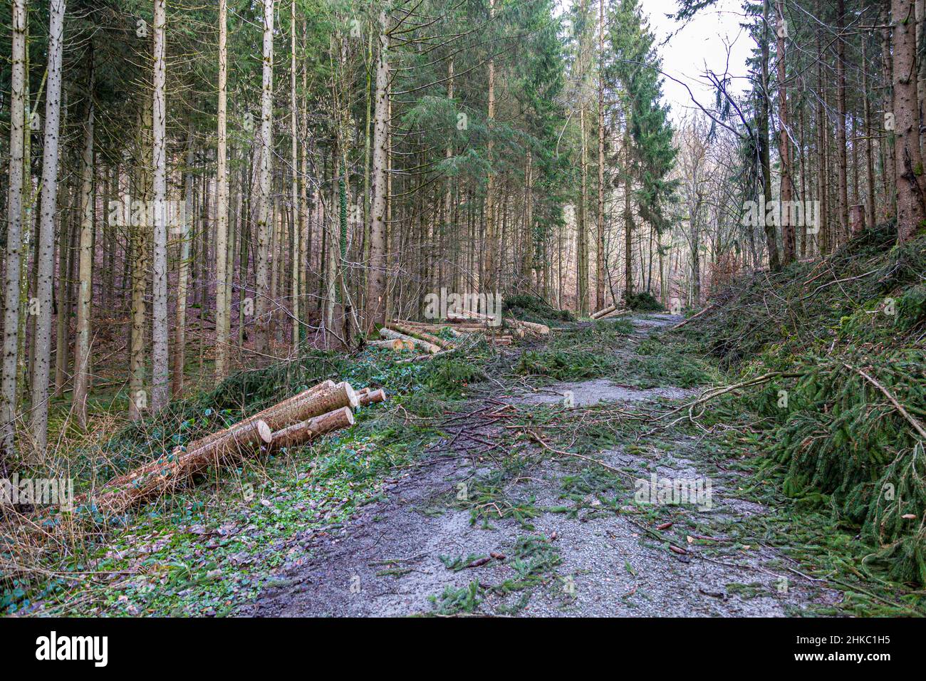 tree felling in a forest Stock Photo - Alamy