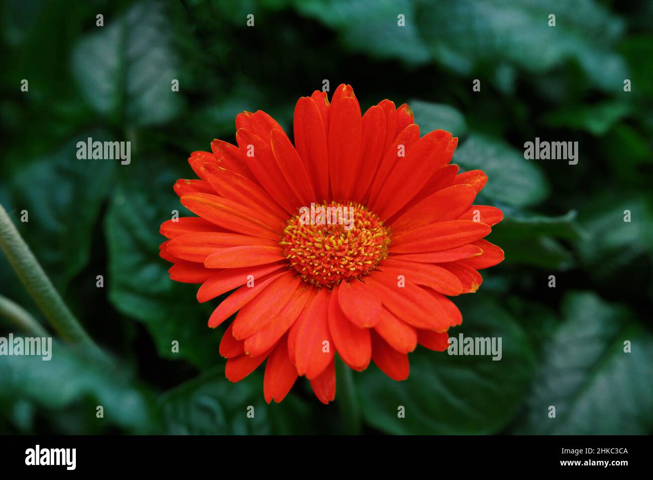 Red Barberton Daisy Stock Photo - Alamy