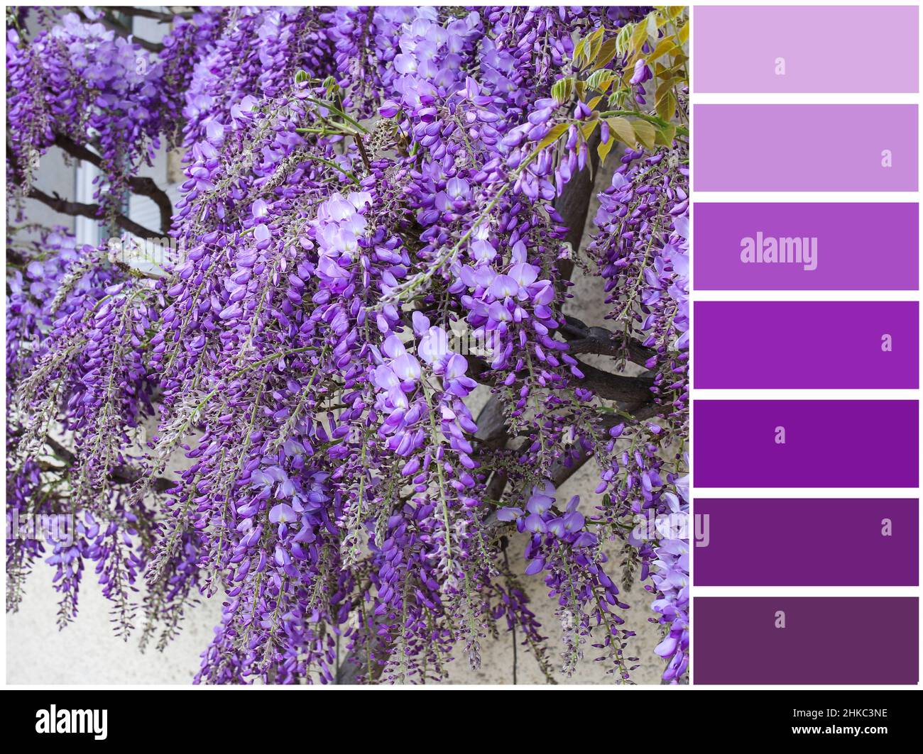 Lilac color shades hi-res stock photography and images - Alamy