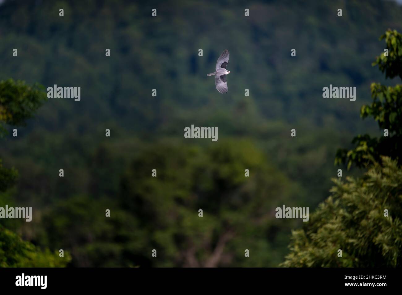 Shoulder white hi-res stock photography and images - Alamy