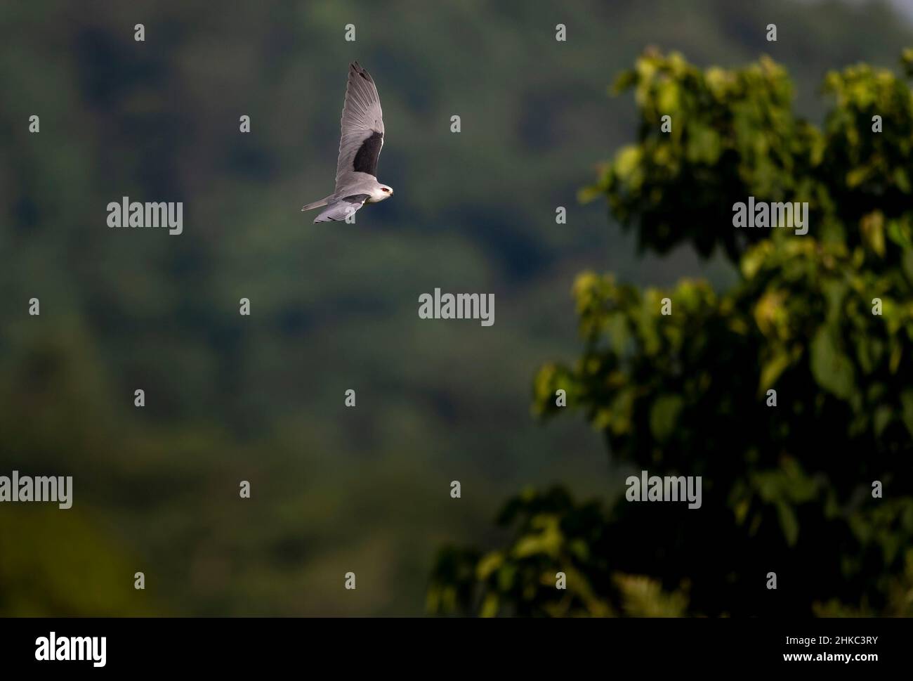 White shoulder kite Stock Photo - Alamy