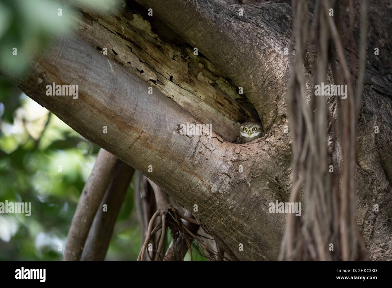 Burrow in trees hi-res stock photography and images - Alamy