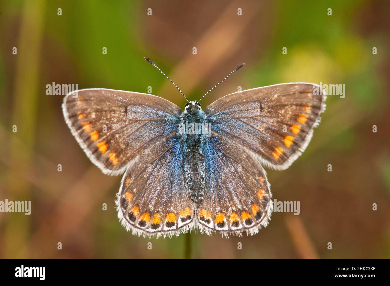 Common blue butterfly, Polyommatus icarus, female Stock Photo - Alamy
