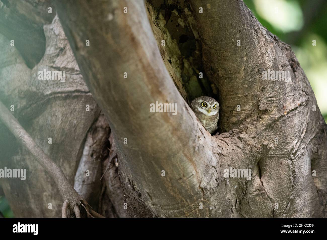 Animal burrow no animal hi-res stock photography and images - Alamy