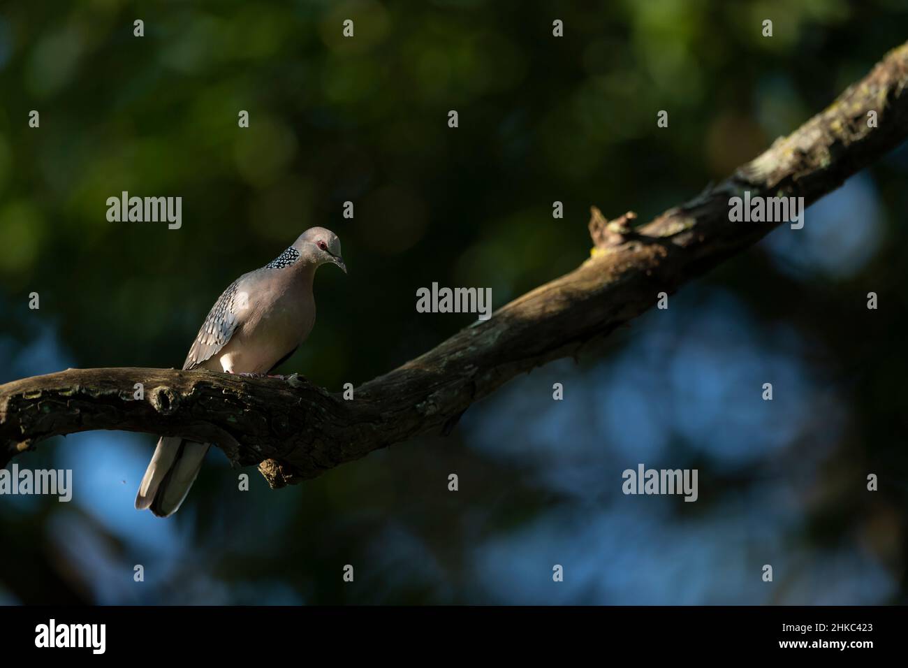 Green spotted wood dove hi-res stock photography and images - Alamy
